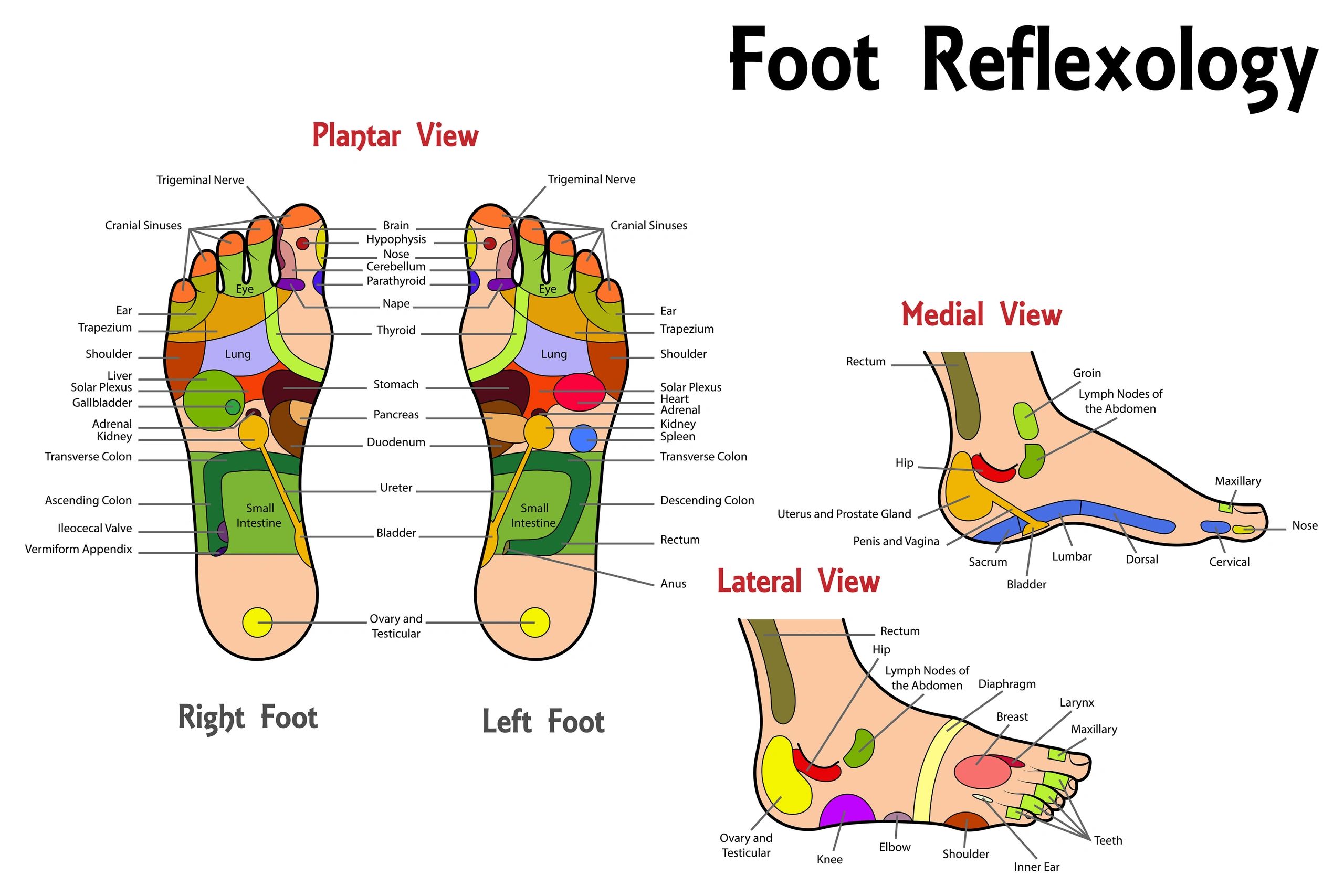 Reflexology What Is It And Why You Should Try It
